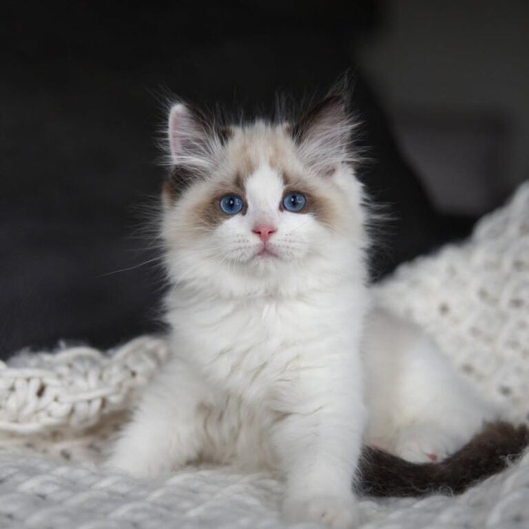 Ragdoll Kittens for Adoption: Adopt Love Today - Ragdoll Kitties